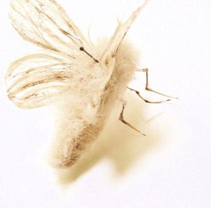 Adrienne Antonson Makes Insects Out of Human Hair | Amusing Planet